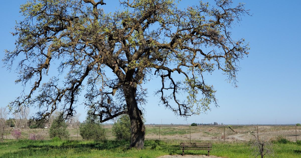 Capay Open Space Park | Cache Creek Conservancy
