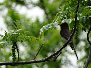 Cache Creek Conservancy