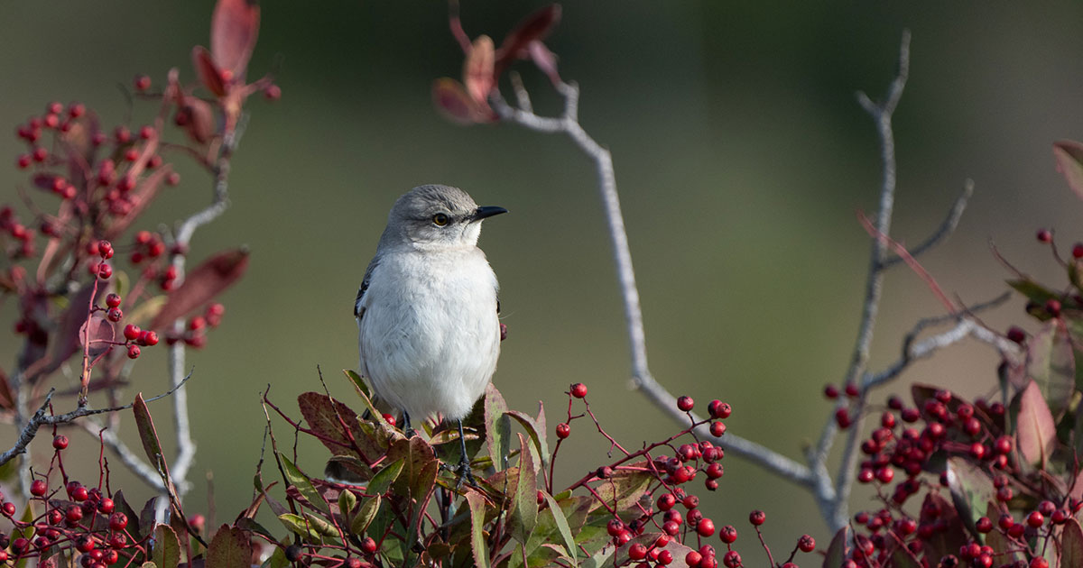 Nature Photography Class with Jan Lightfoot | Cache Creek Conservancy